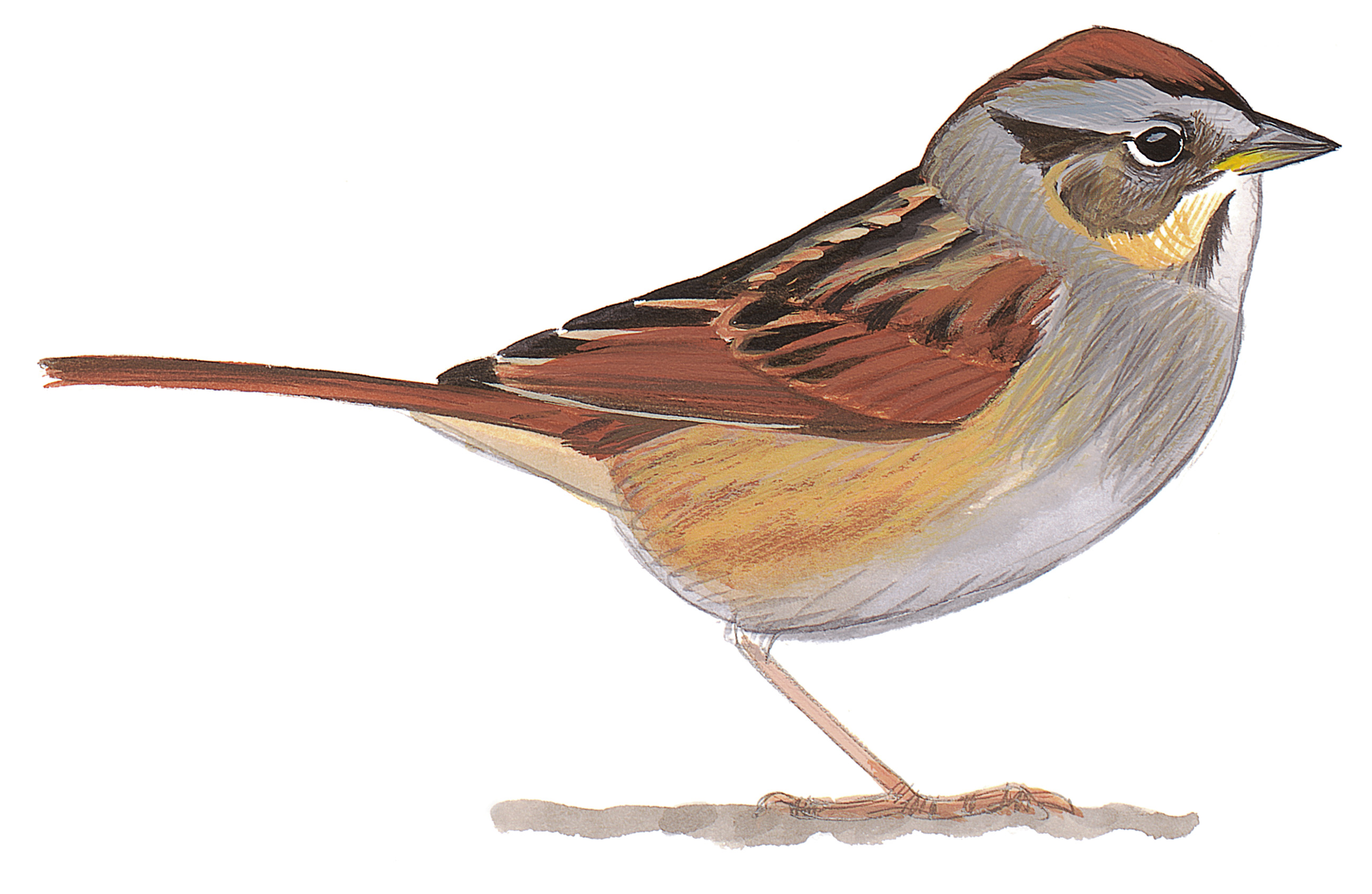 Swamp Sparrows Have Been Singing the Same Tune for Centuries | Audubon