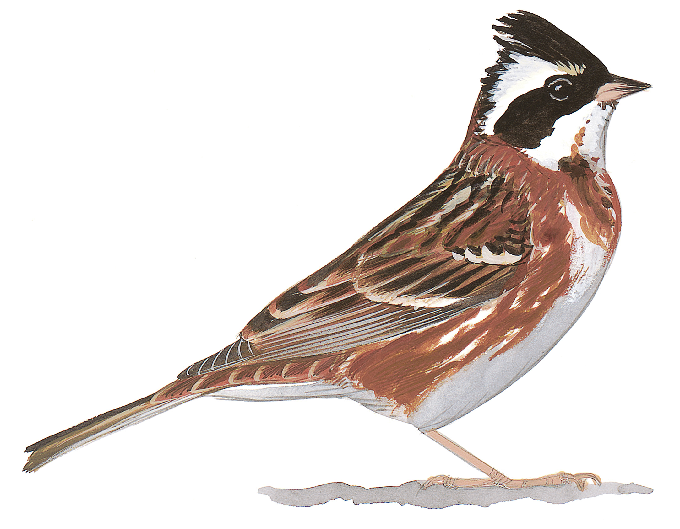 Birding Without Borders | Audubon
