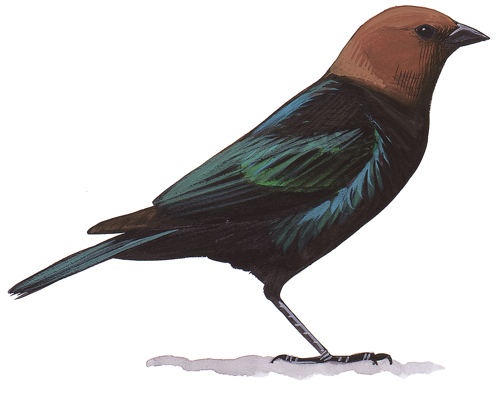 How Does a Cowbird Learn To Be a Cowbird? | Audubon