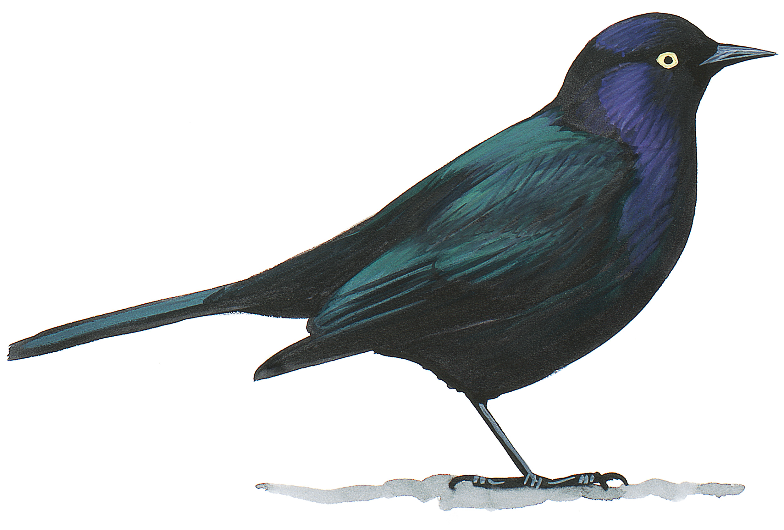 Get Outside | Audubon