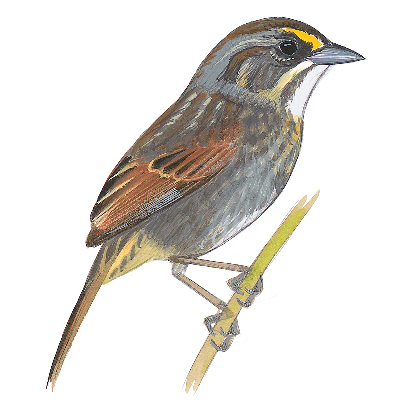 Invasive Reptiles Are Taking Over Florida—and Devouring Its Birds Along ...