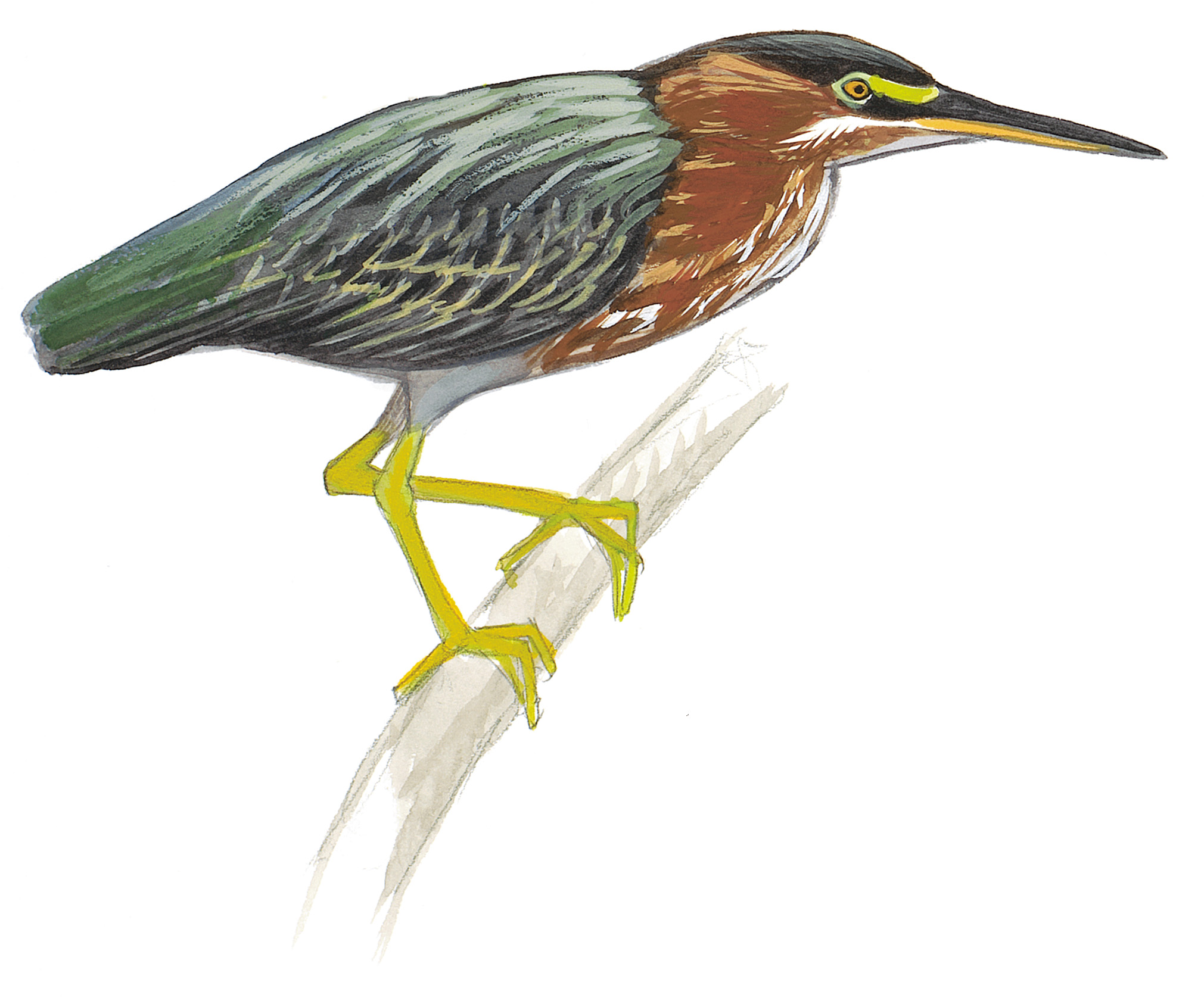 Identifying Birds | Audubon