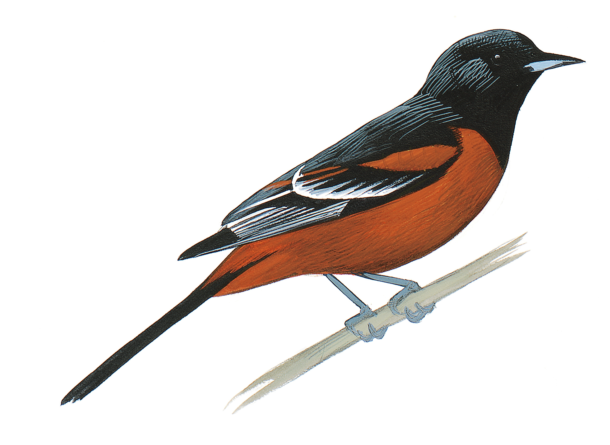 10 Fun Facts About the Baltimore Oriole | Audubon
