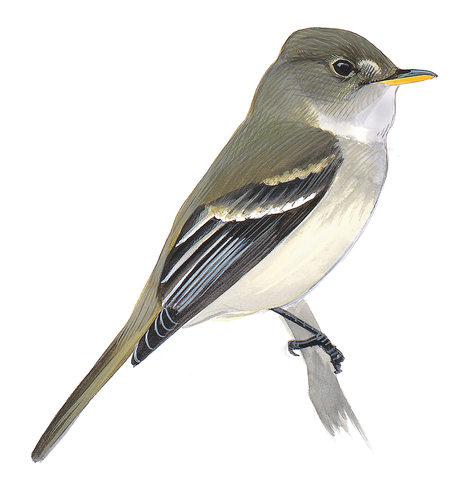 Critical Habitat Finally Designated for Western Yellow-billed Cuckoo ...