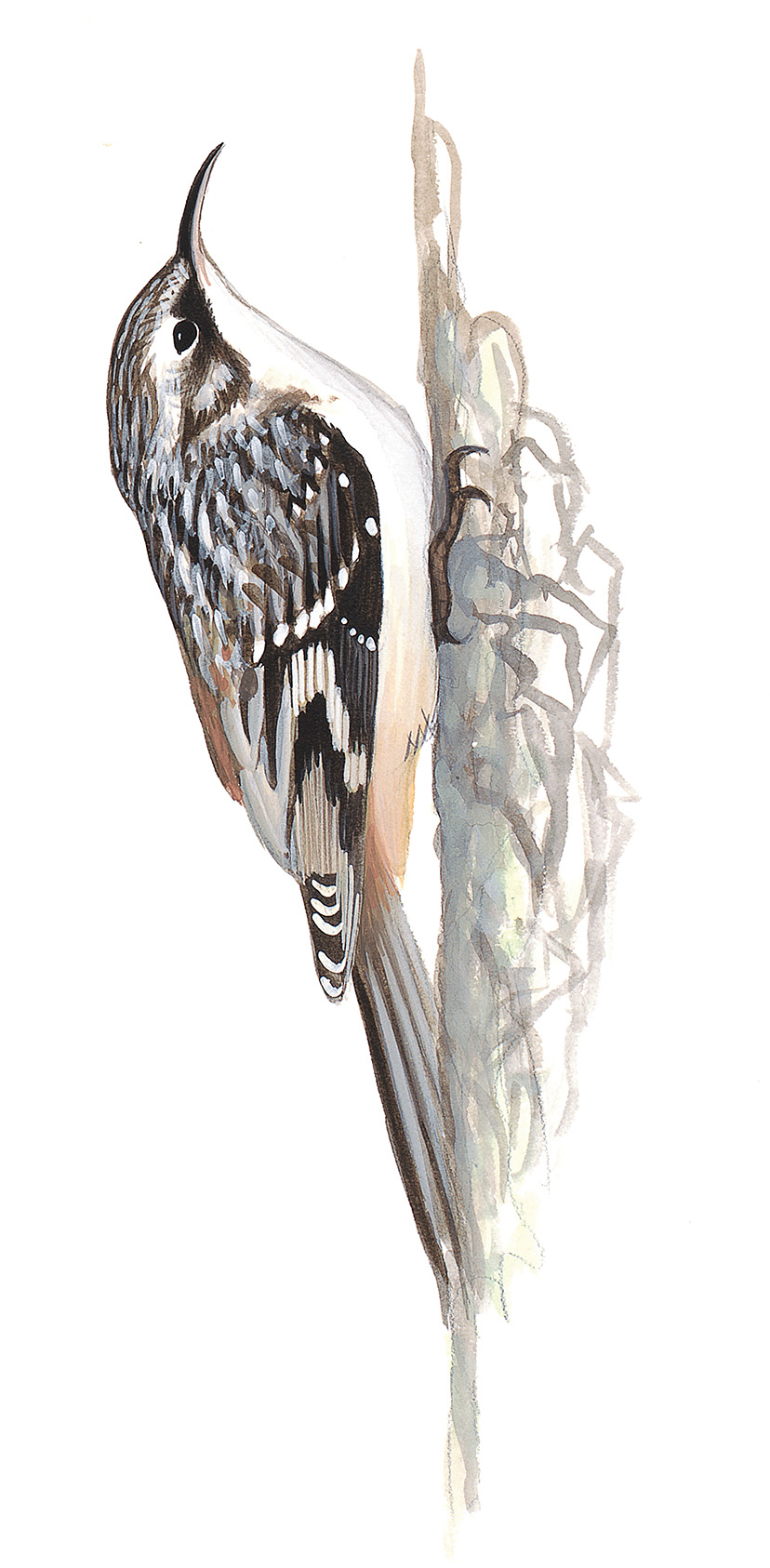 These Amazing Images Show How Good Bird Camouflage Can Be | Audubon