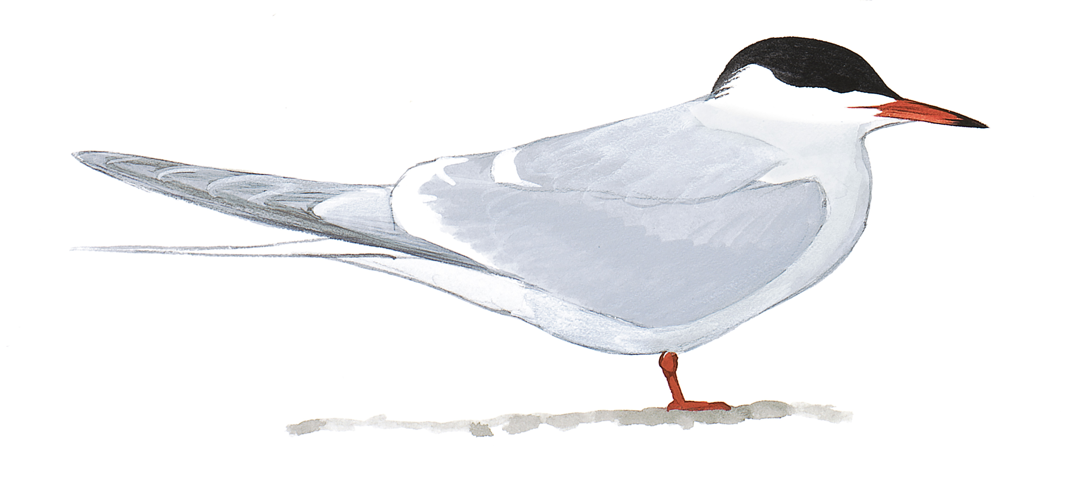 Nesting Common Terns Get a New Island Home in Buffalo | Audubon