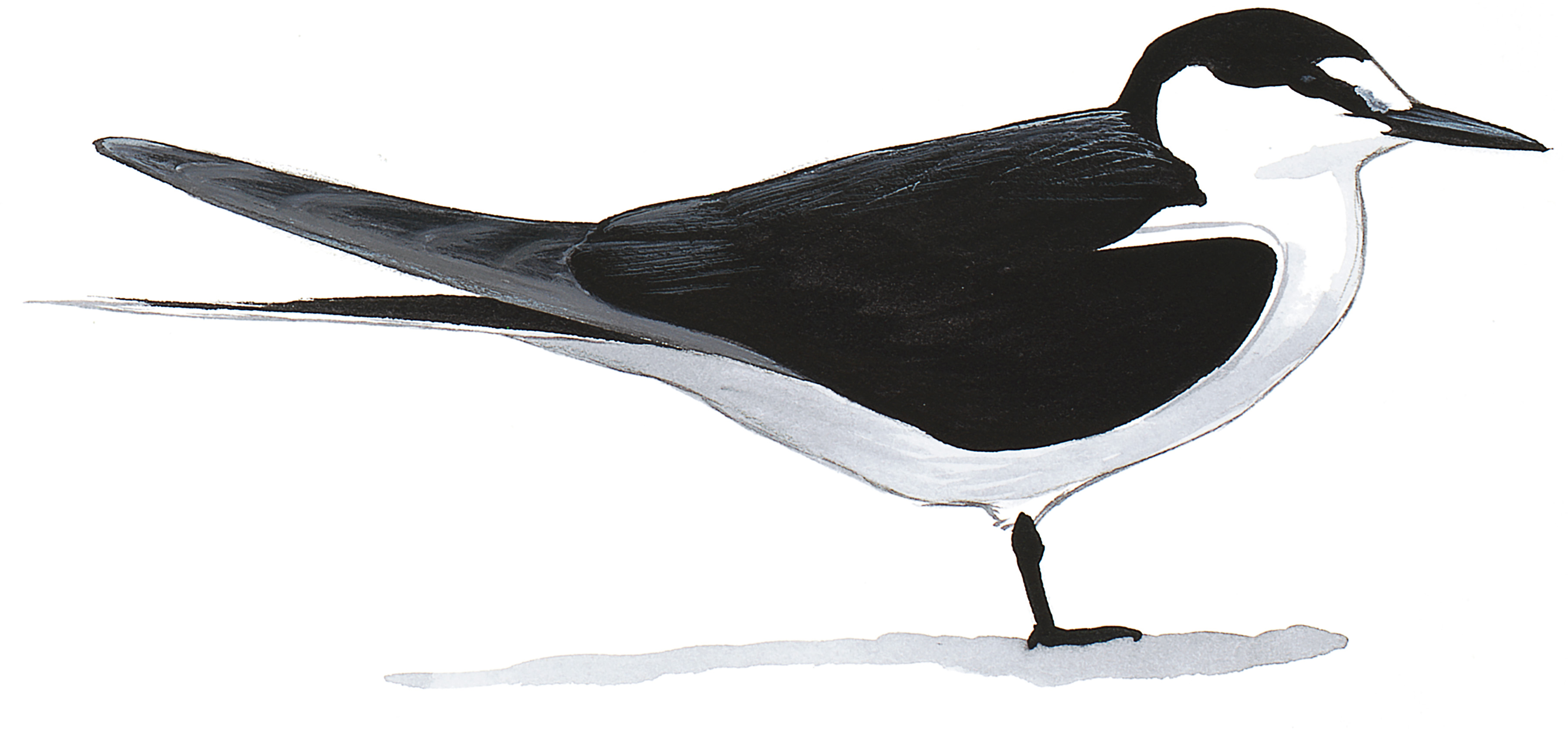 As Hurricanes Increase in Intensity, How Will Birds Respond? | Audubon