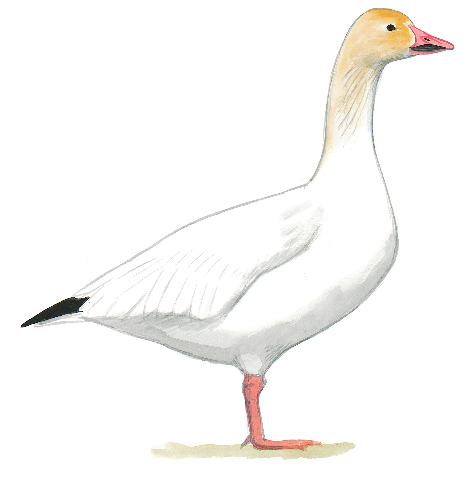 Thousands of Snow Geese Die After Landing in Poisonous Mine Waters ...