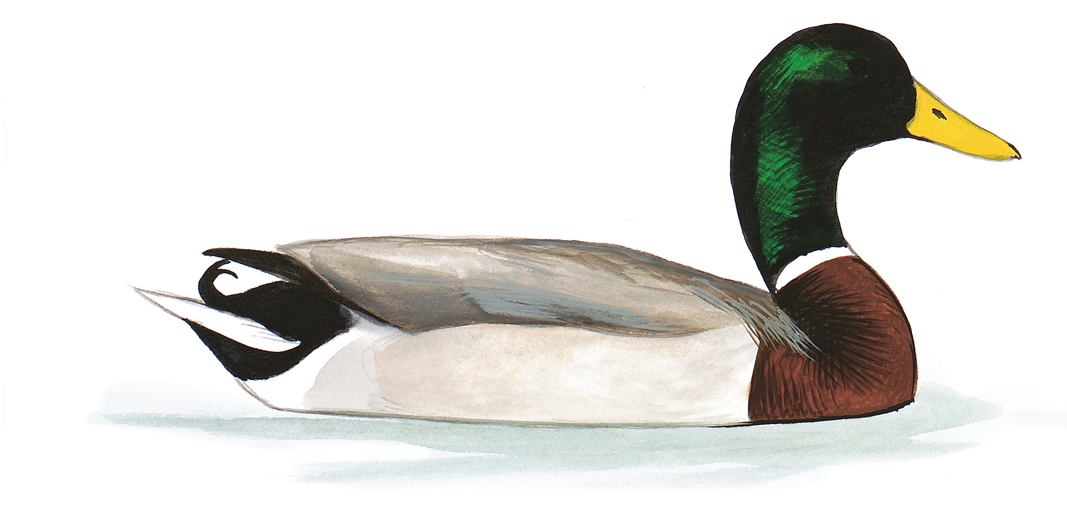 How Do Birds Taste Their Food? | Audubon