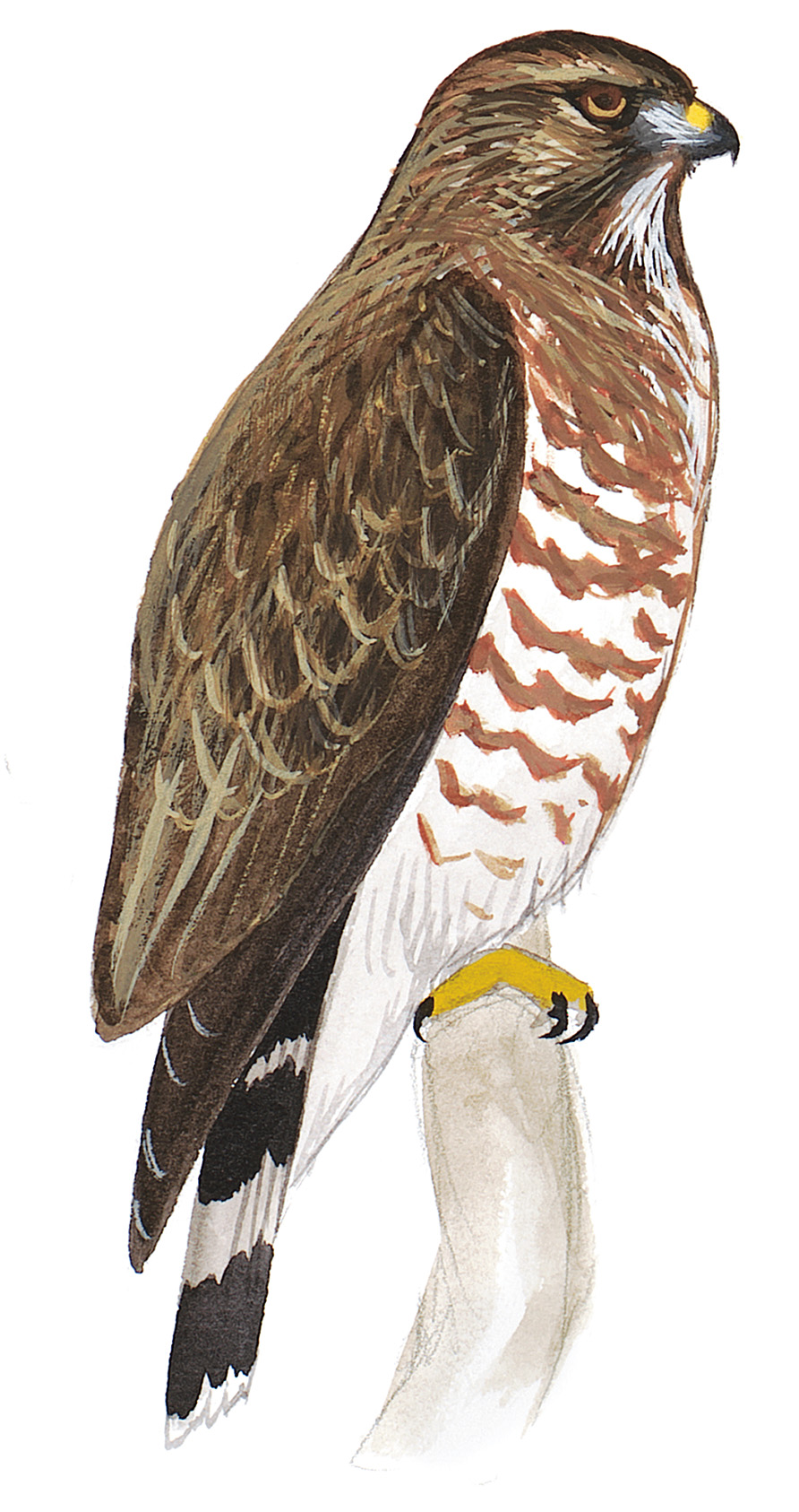 Quiz: Identify Raptors in Flight | Audubon