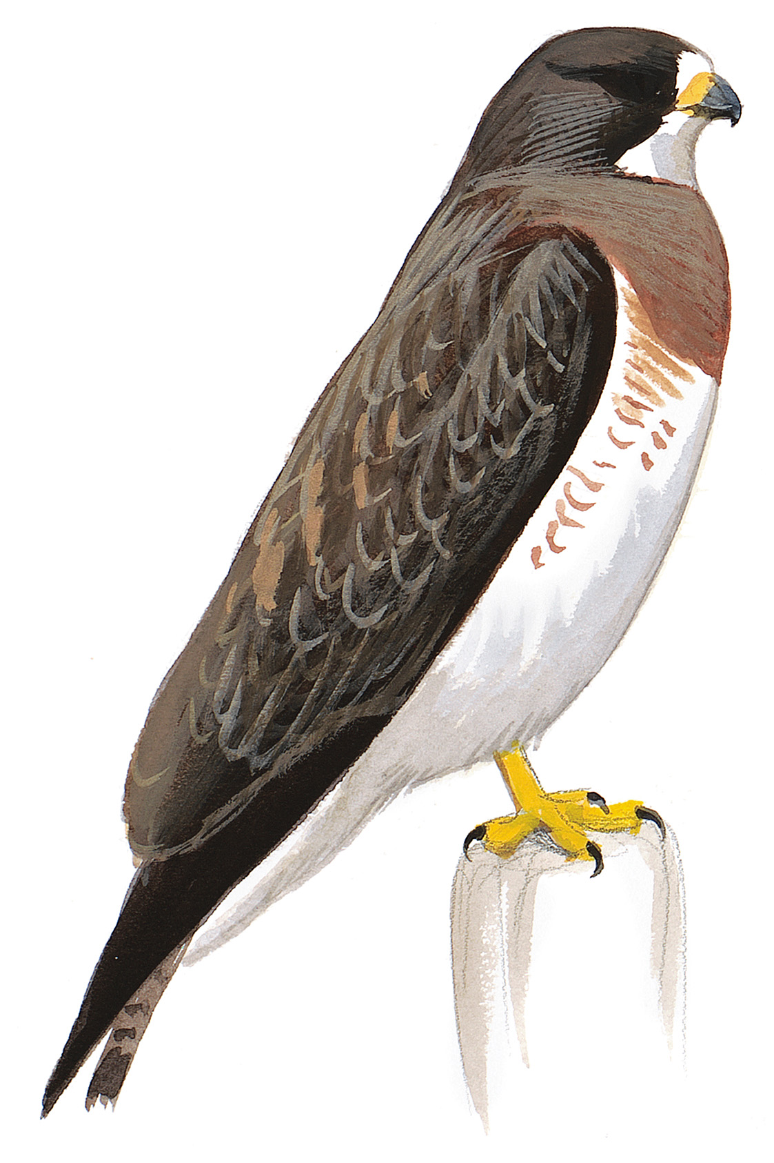 Identifying Birds | Audubon