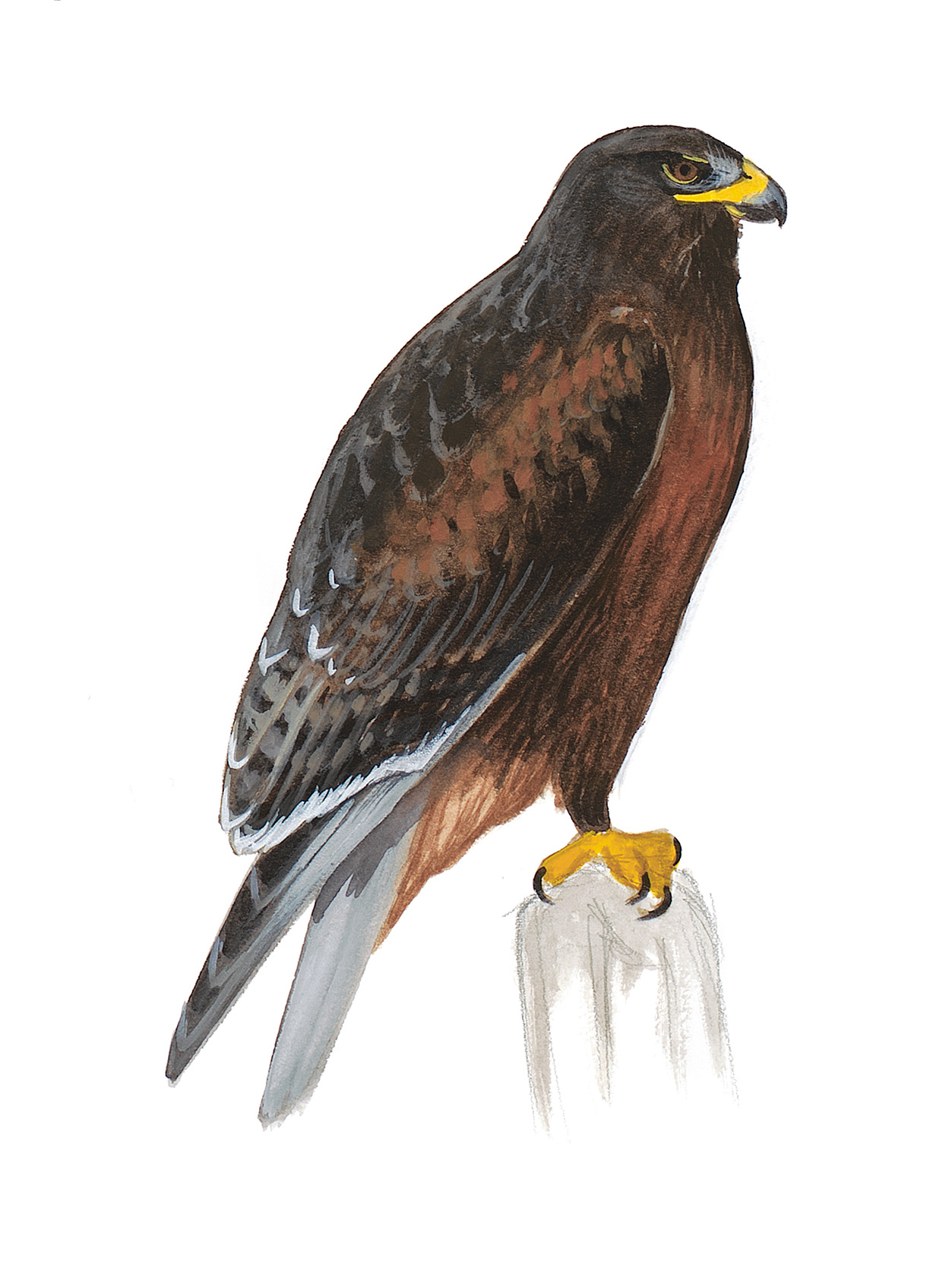 Ferruginous Hawk by Ben Angotti | Audubon