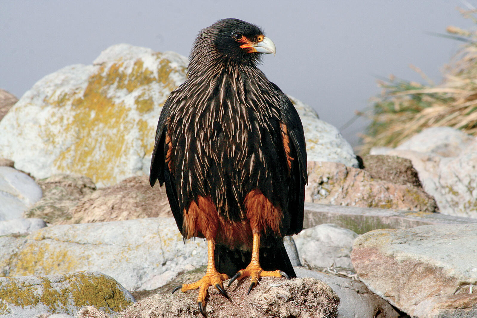Unraveling The Mystery Of The Caracara Audubon Unraveling The Mystery Of The Caracara Audubon