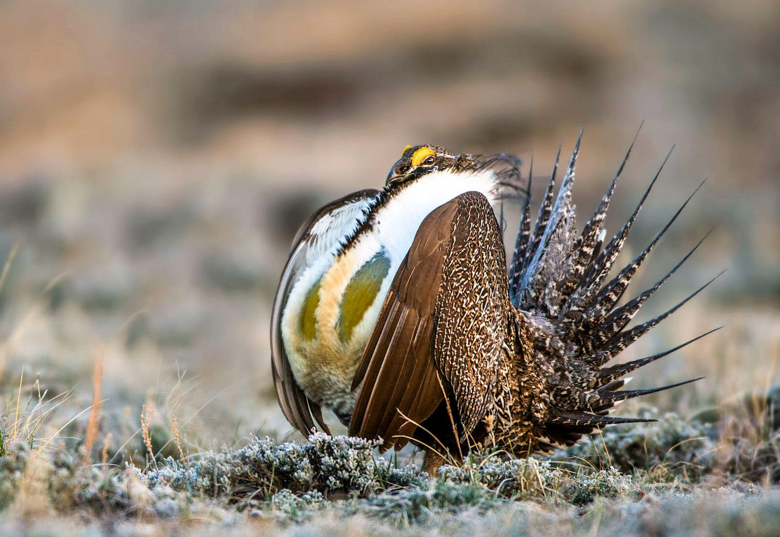 Audubon: Rewriting Sage-Grouse Conservation Plans Is Risky and ...