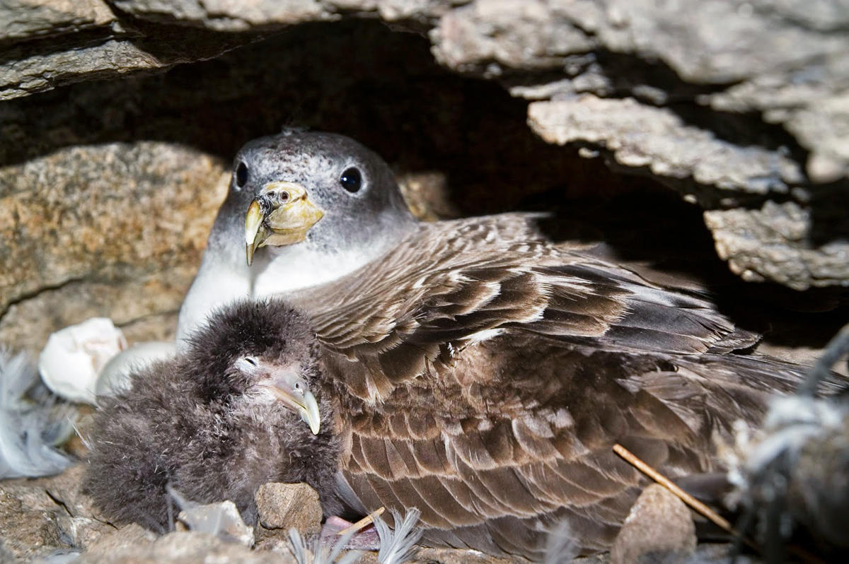 The Shearwater’s Best Shot | Audubon