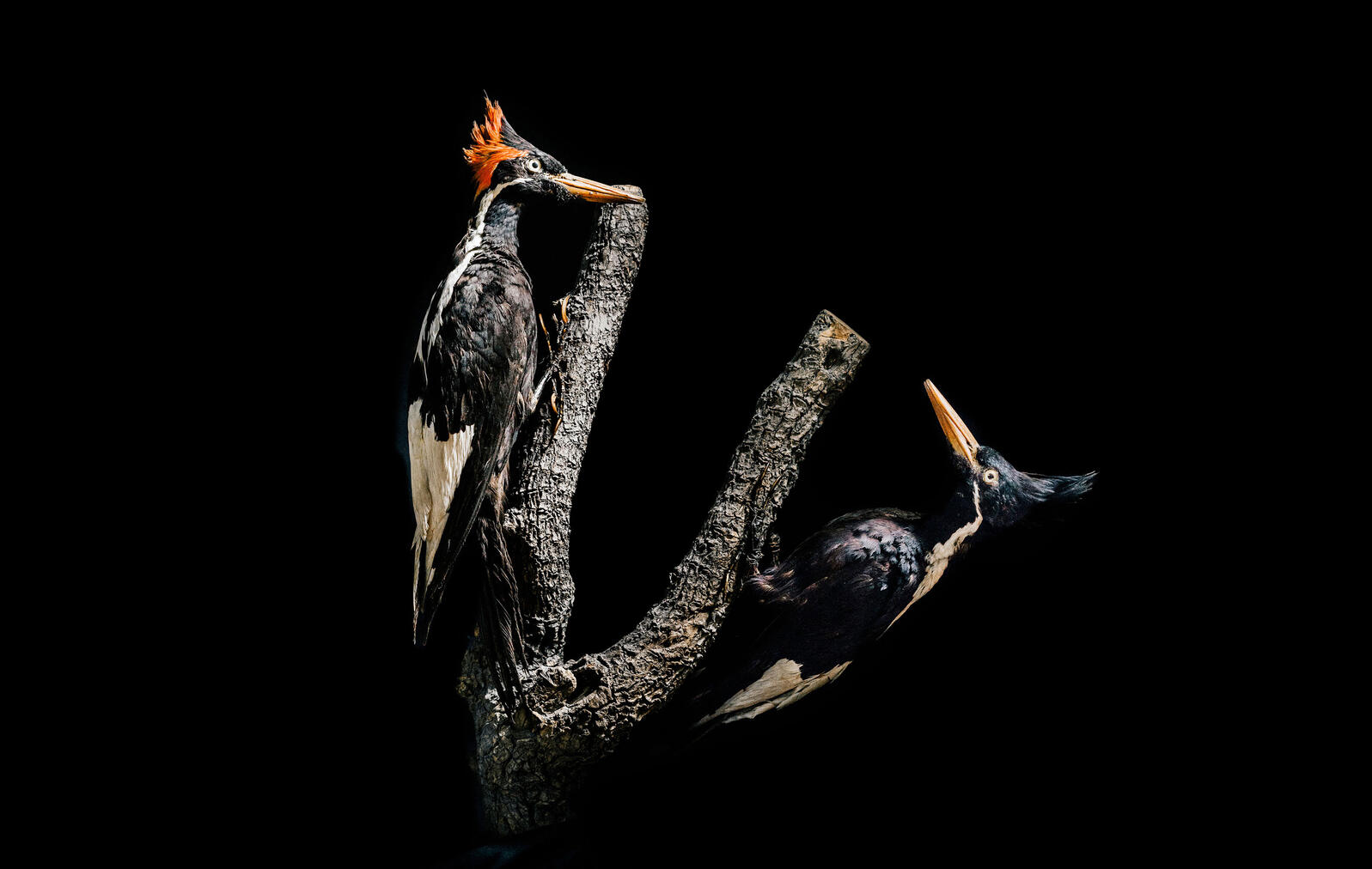 Possible Ivory-Billed Woodpecker Footage Breathes Life Into Extinction ...
