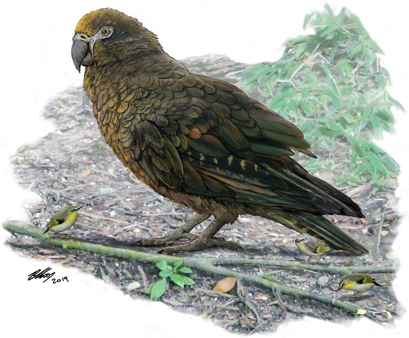 New Zealand Once Had Giant Penguins and Parrots, but Why? | Audubon