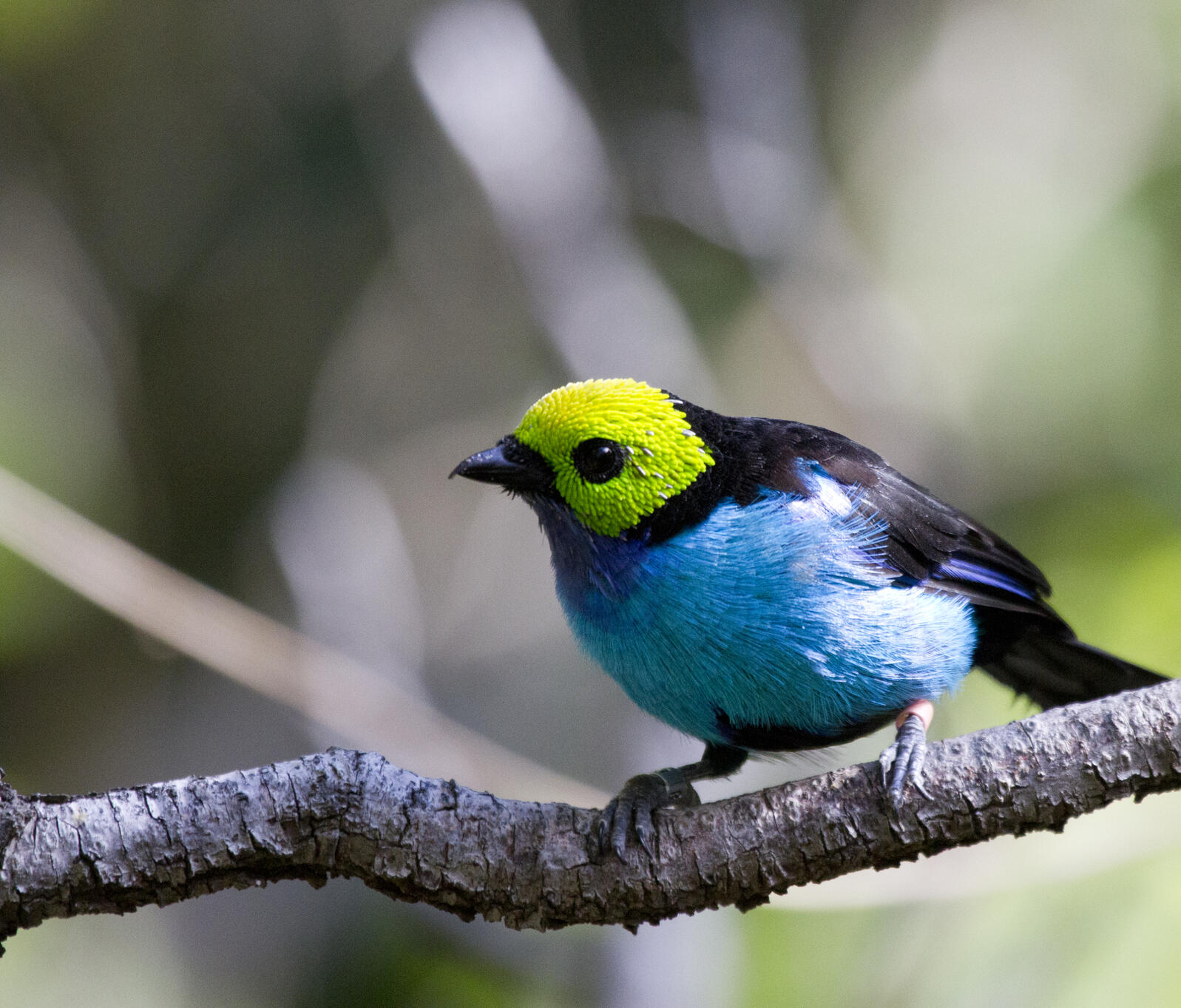 Flashy Feathers AND a Great Song? Yep, It's Possible After All | Audubon
