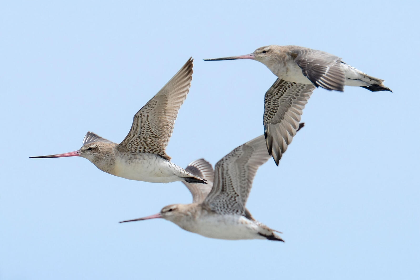 9 Awesome Facts About Bird Migration | Audubon