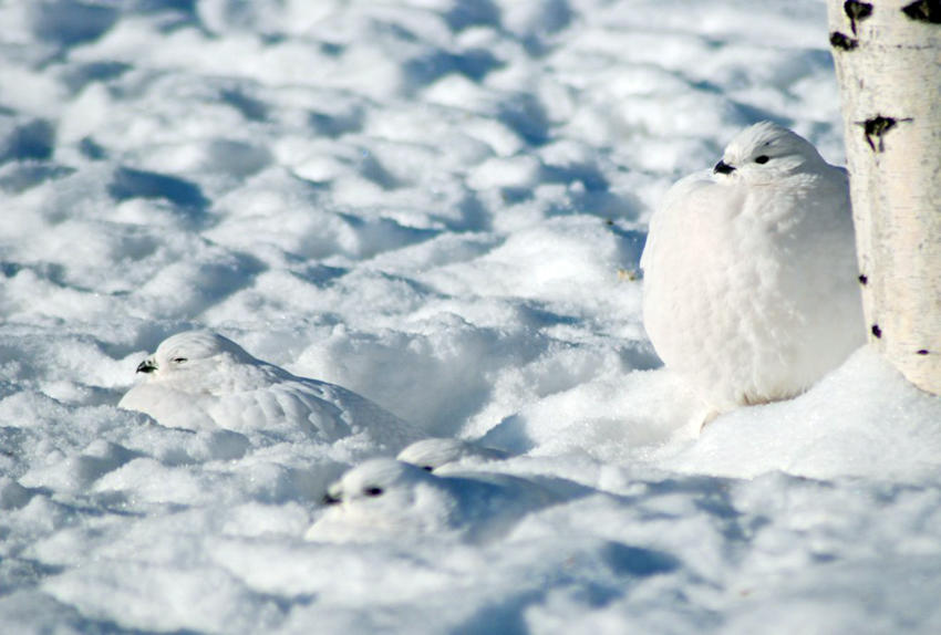 Ptarmigan May Be Tops in Adapting to Winter Weather | Audubon