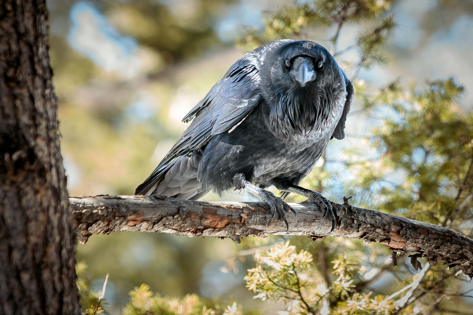 Listen to the Sweet, Soft Warble Common Ravens Sing to Their Partners ...