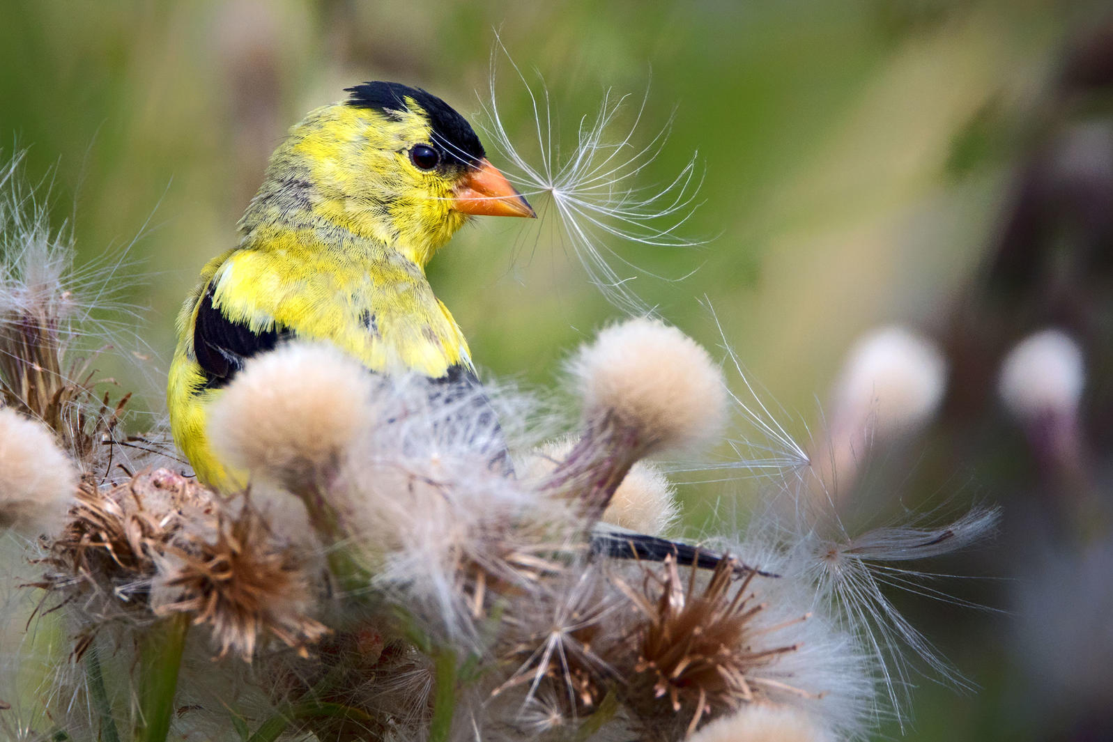 More Birds Rely on Special Molting Locations Than We Realized | Audubon