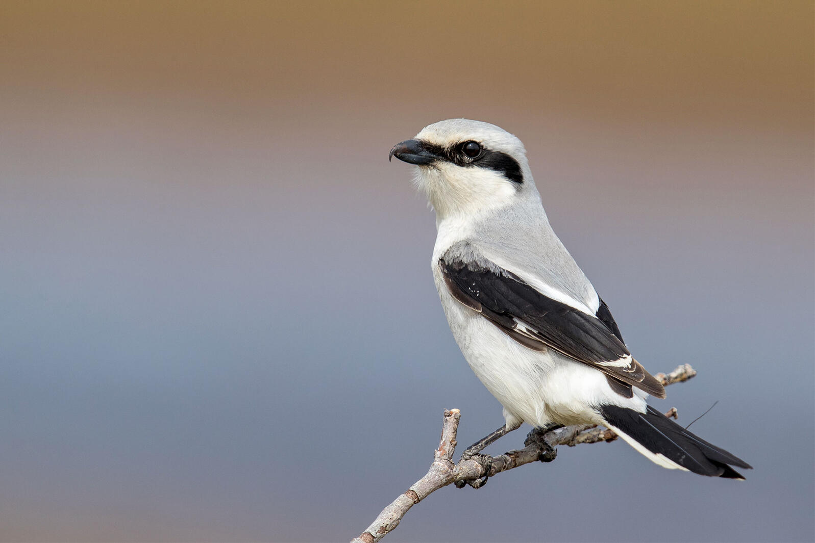 What Do Baseball Players and Shrikes Have In Common? | Audubon