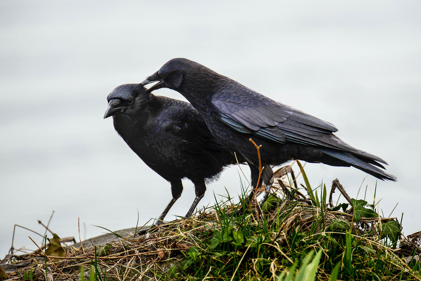 Crow Pairs Strengthen Their Bond Through Preening | Audubon