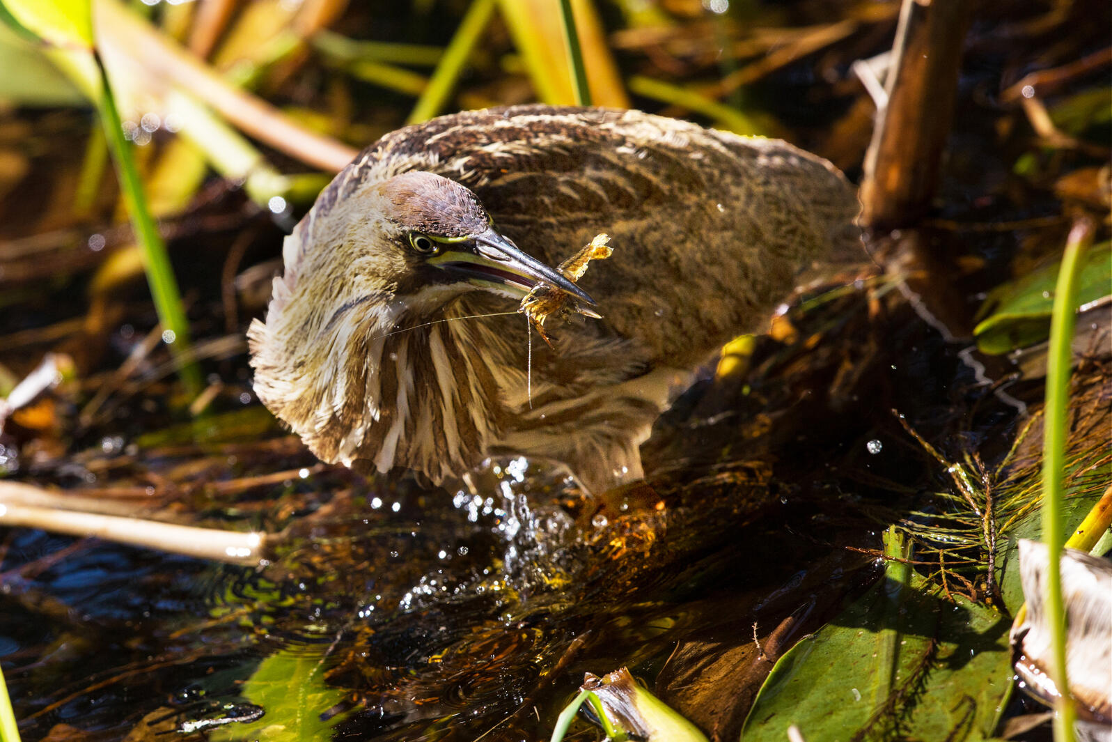 Rolling Back Protections For Streams And Wetlands Audubon
