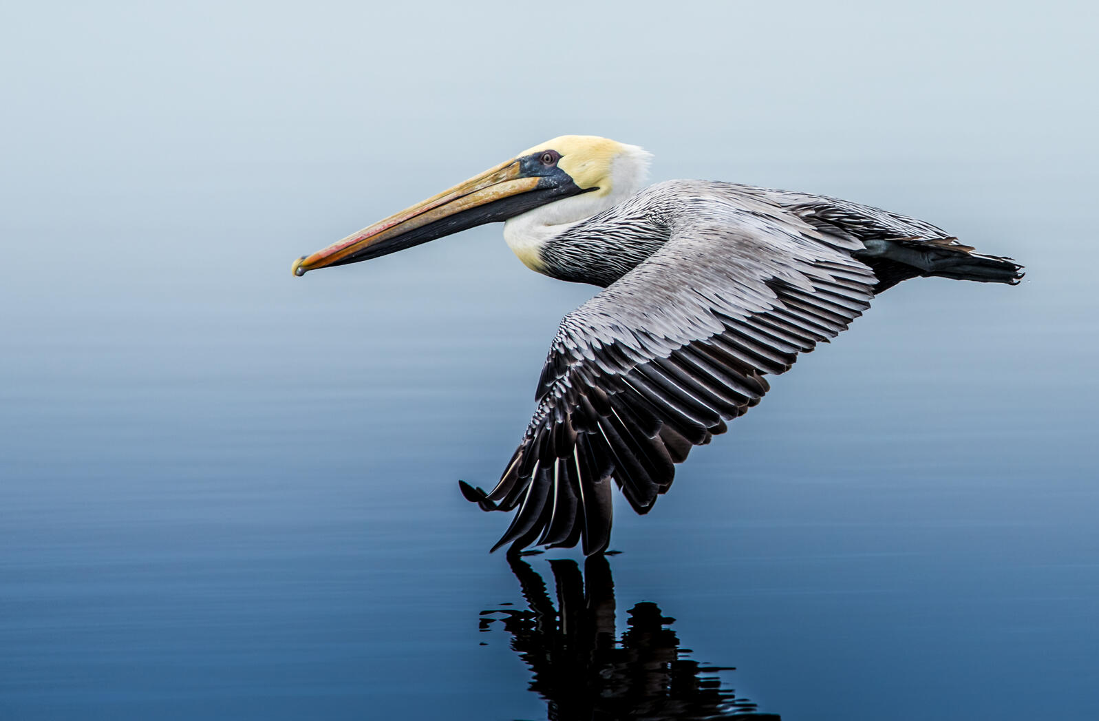 Become an Expert on Birds and Climate Change Where You Live | Audubon