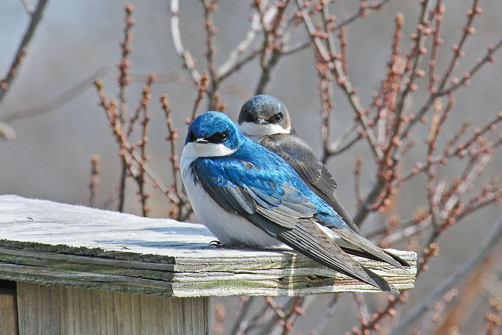 Spring’s Early Birds Go to Battle for Your Nest Box | Audubon