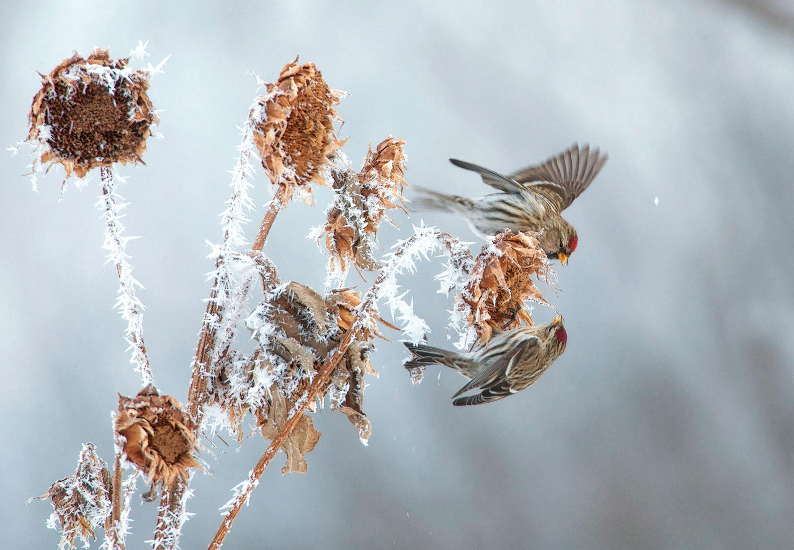 How Common Redpolls Survive Winter | Audubon