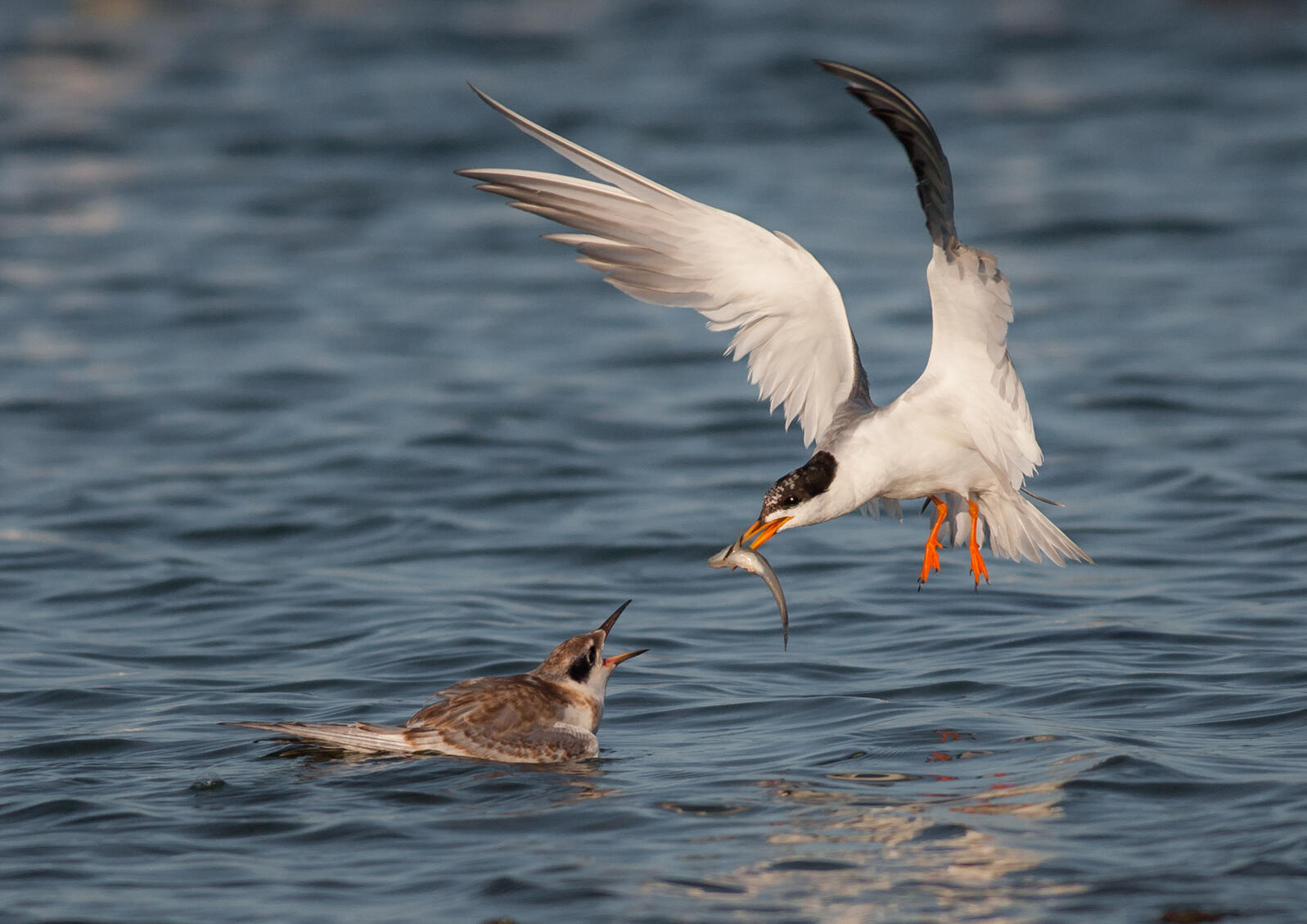 Fish Are on the Legislative Menu at a Recent Congressional Hearing ...