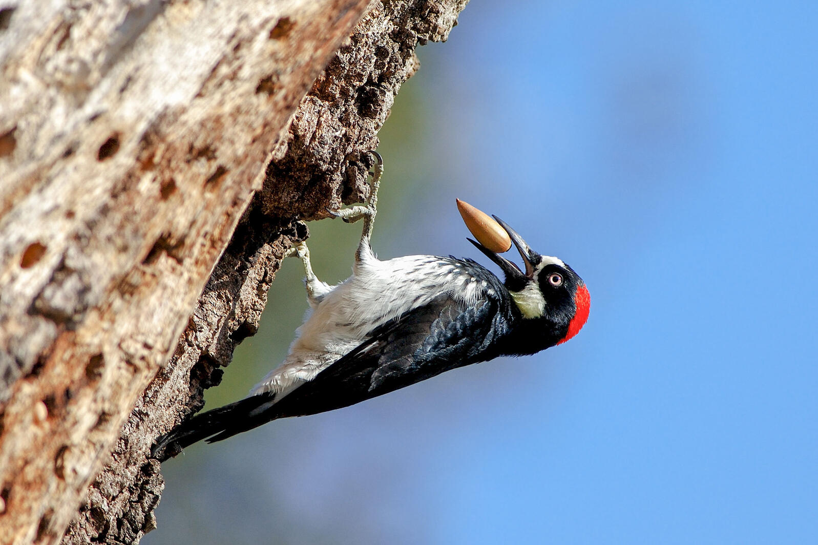 When It Comes to the Family Granary, an Acorn Woodpecker's Work Is ...
