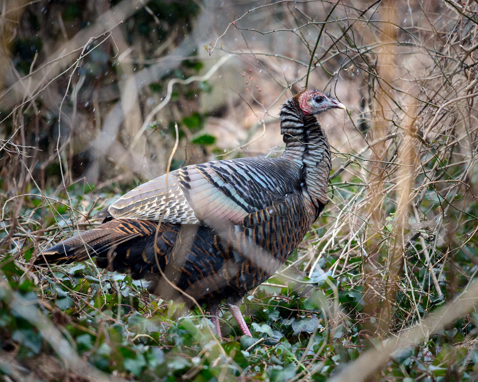 The Long, Surprising Journey of the Domestic Wild Turkey | Audubon