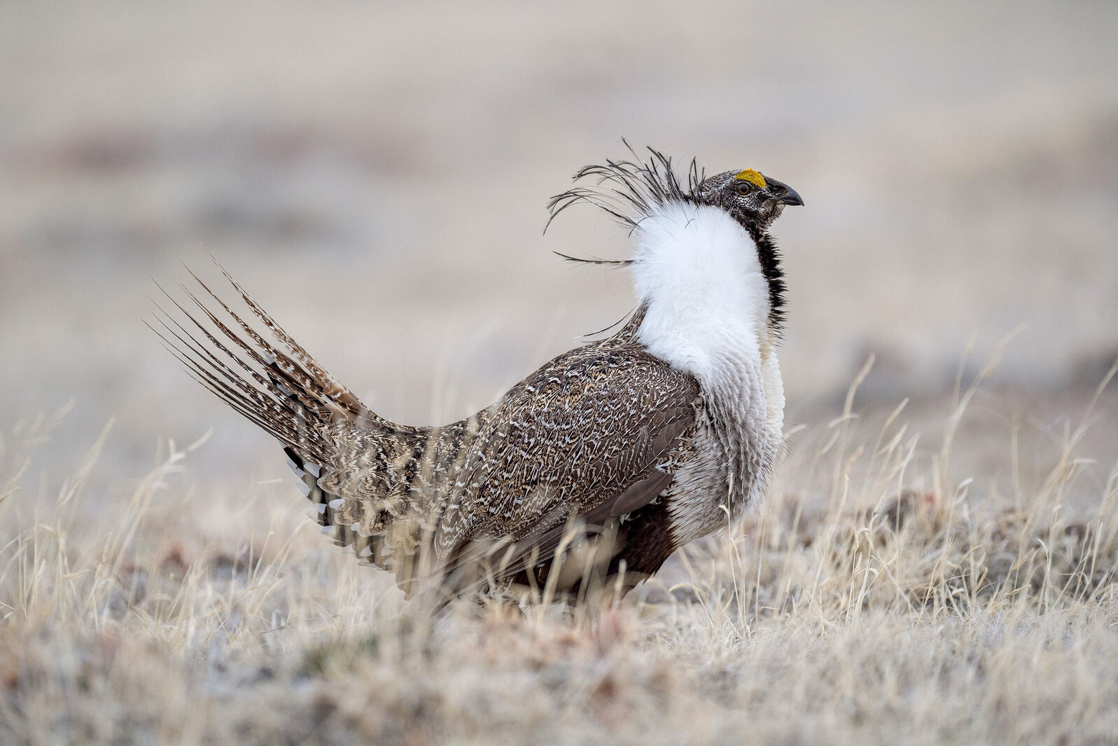 Federal Court Halts Administration Plans to Rollback Sage-Grouse ...