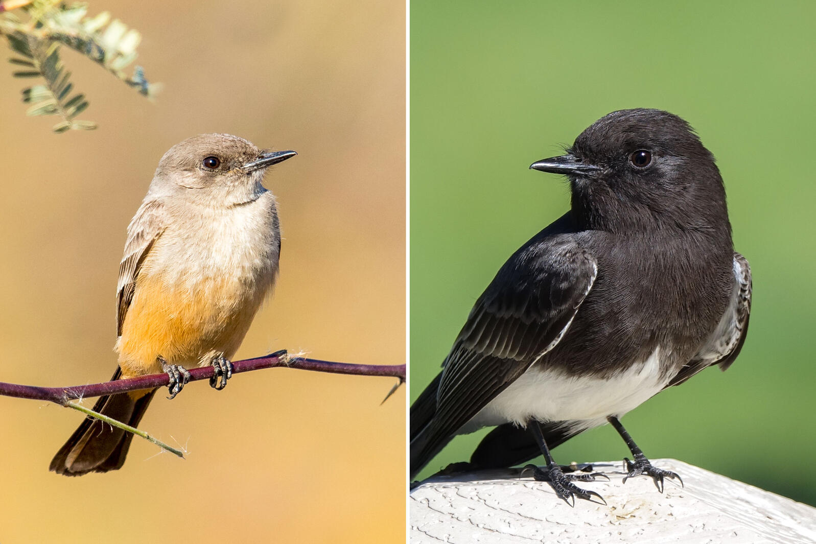 Do You Know the West's Two Phoebes? | Audubon