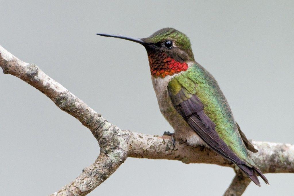 Audubon lanza proyecto de participación ciudadana para proteger a los ...