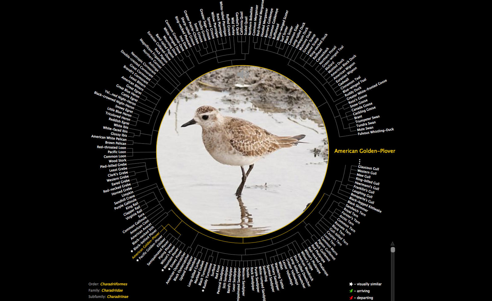 Innovative Technology Gives Birdwatching a Boost | Audubon