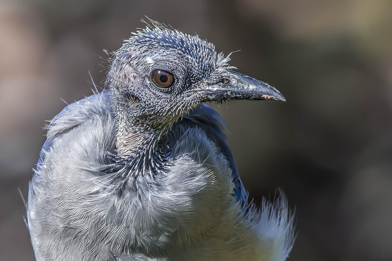 Can Birds Go Bald? | Audubon