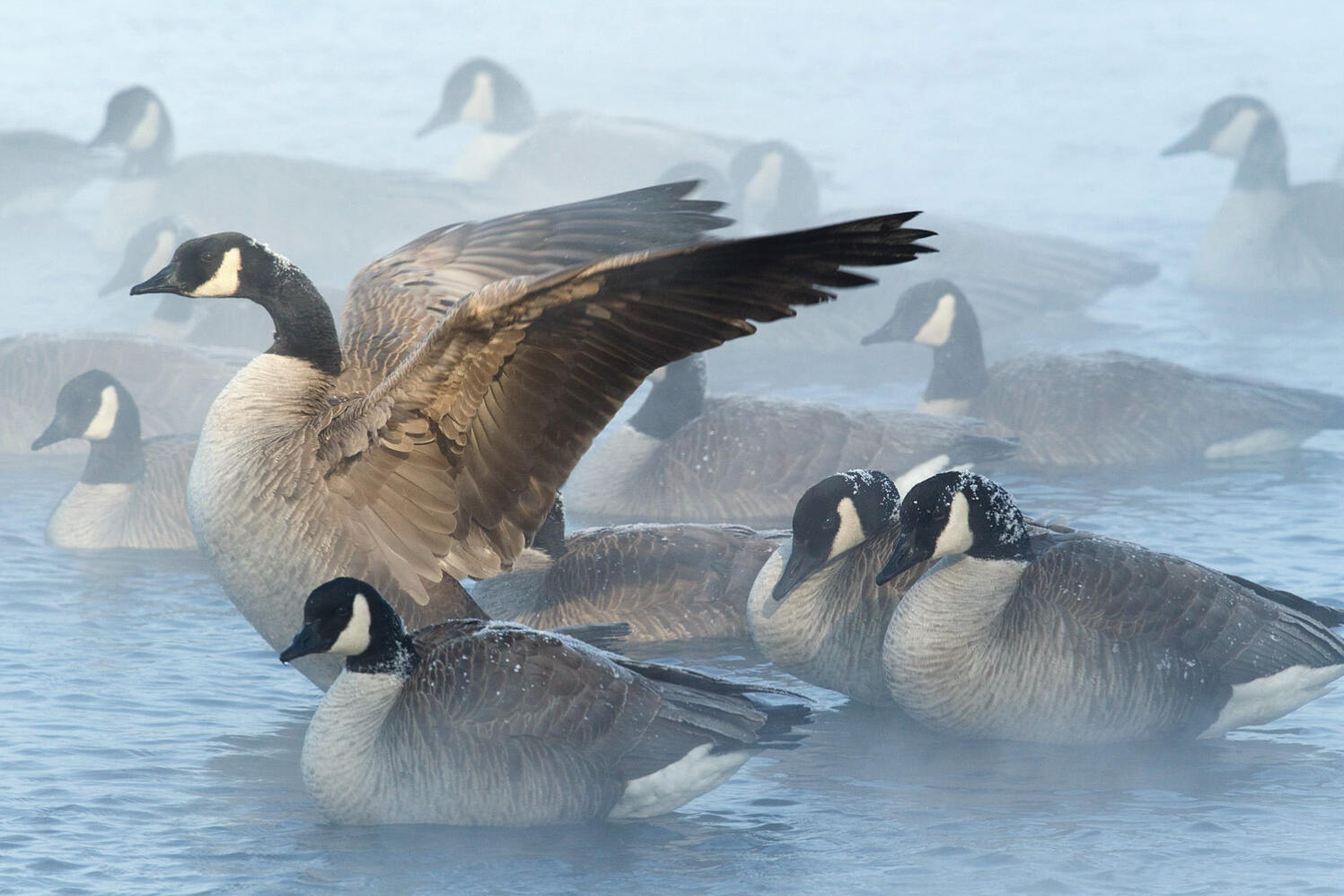 How Feathers Insulate | Audubon