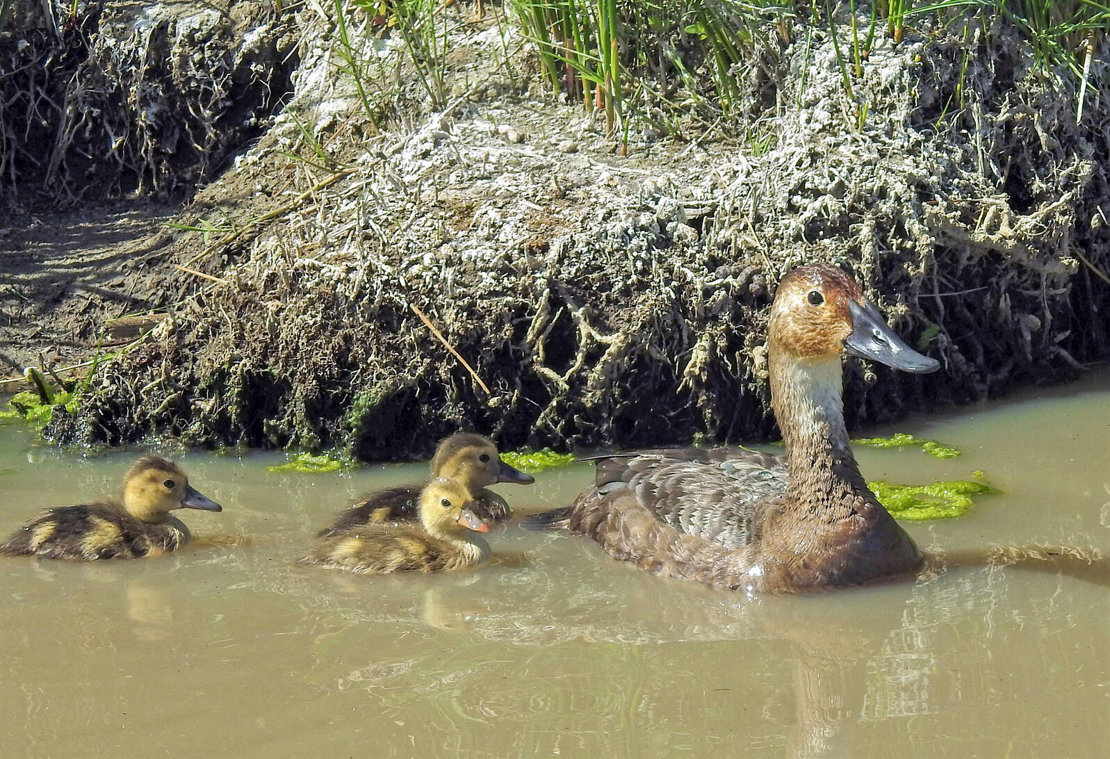 Protecting and Celebrating an Oasis for Birds in the Great Basin | Audubon