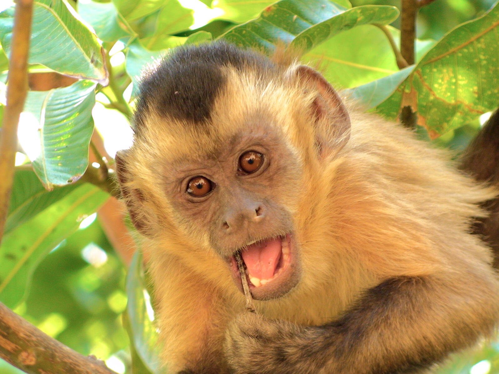Capuchin Flirt by Throwing Stones (With Video) | Audubon