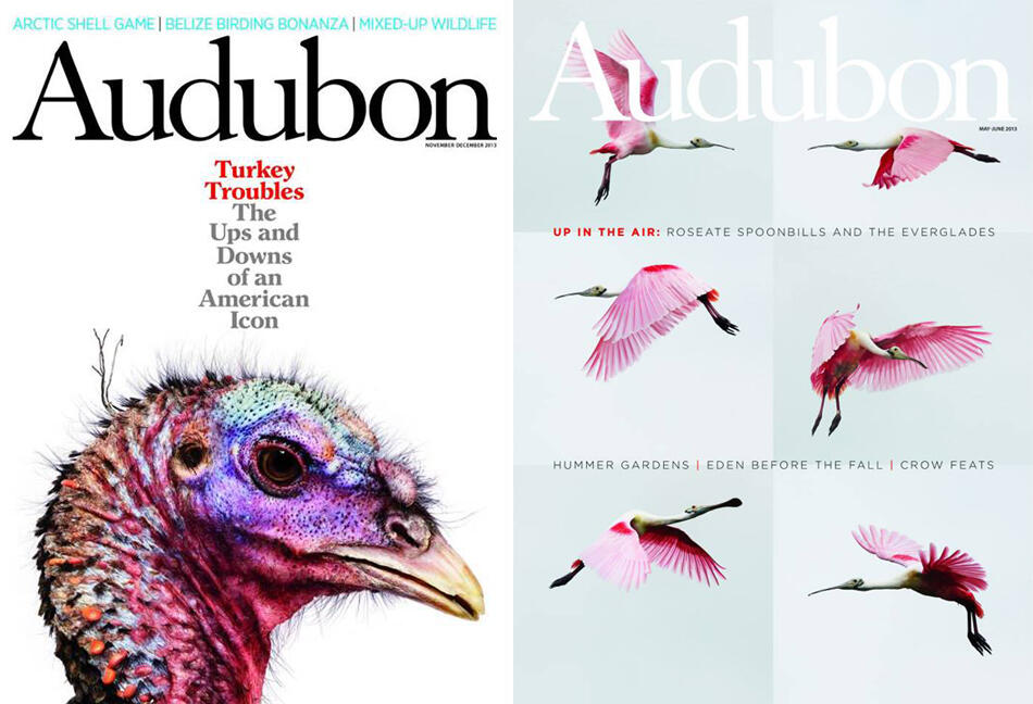 Love Audubon Magazine Covers? Cast Your Vote to Help Us Win an Award ...