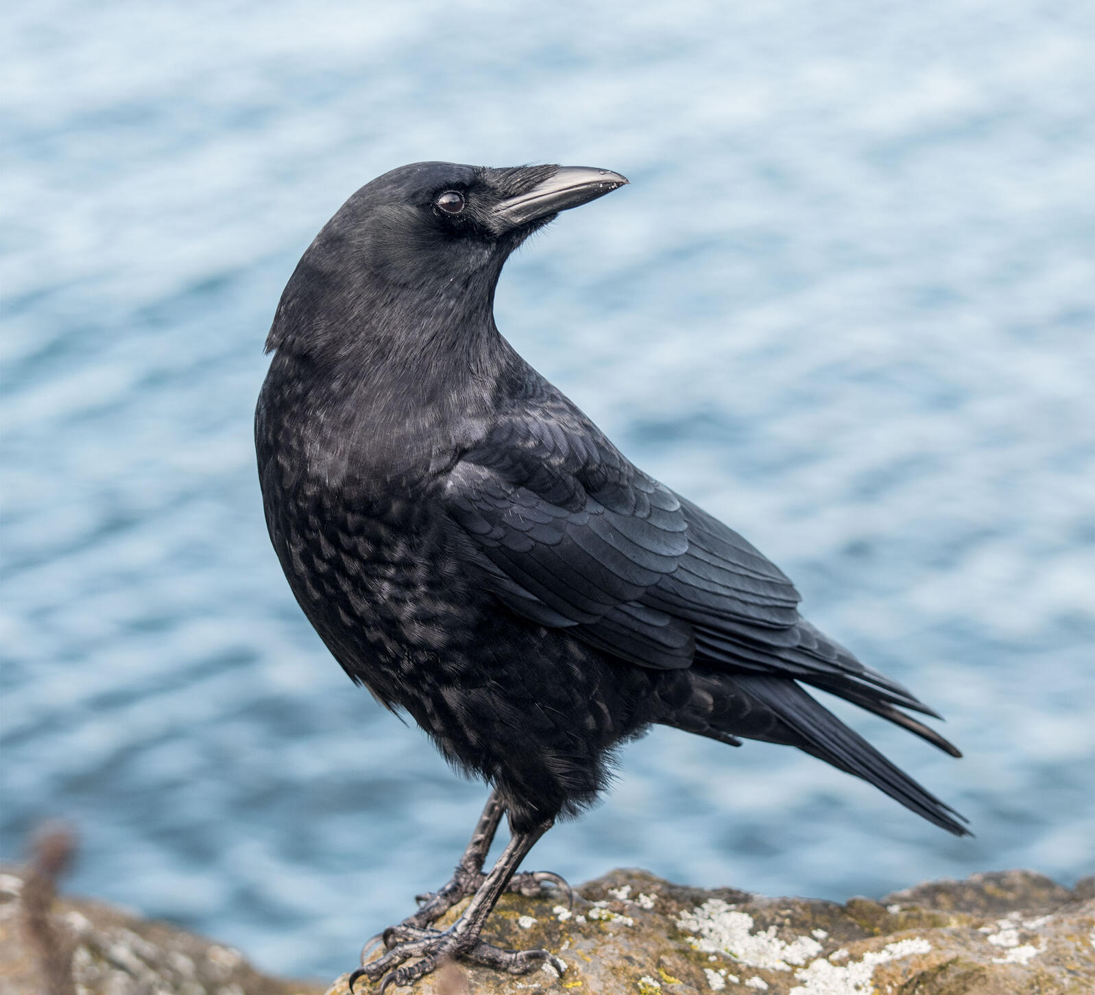 Crow Bird