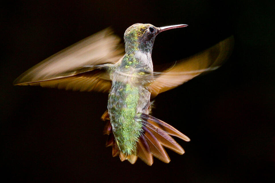 Hummingbirds or Hummingbugs? | Audubon
