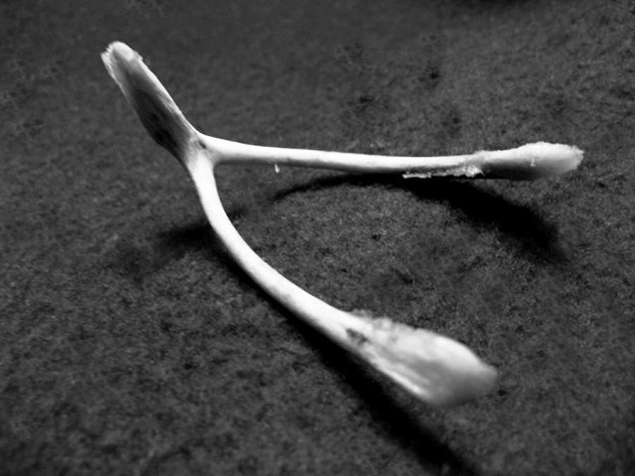 Wishbones and Dinosaurs | Audubon