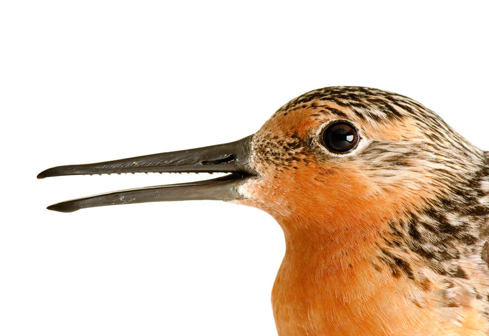 Rufa Red Knot Gets Listed | Audubon