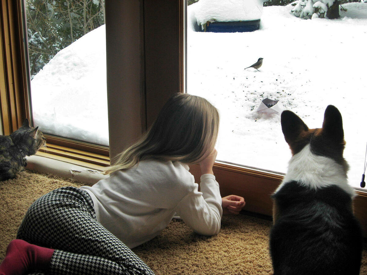 Join Cornell Scientists with Project FeederWatch | Audubon