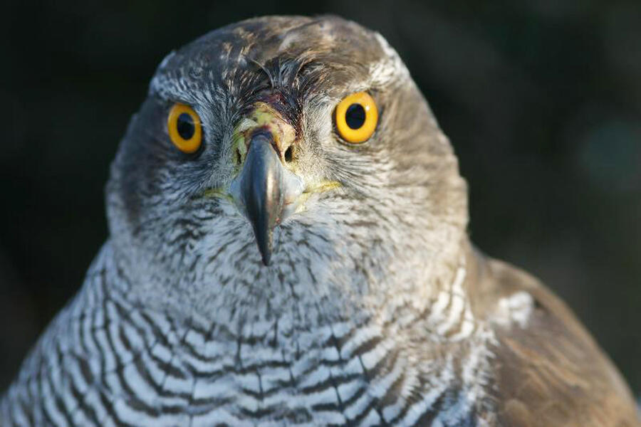 The Northern Goshawk, An Esteemed Bird of Prey | Audubon